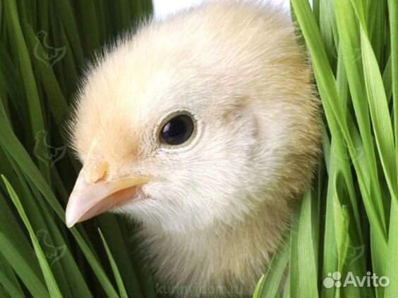 Цыплята бройлеров вывод 02.04 cobb 500