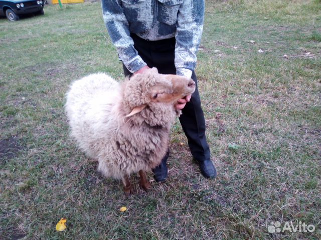 Баран 2.5 года