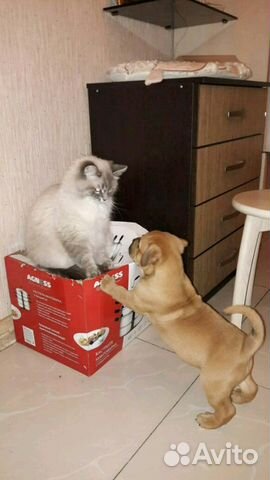 Ожидается помет Ка де бо