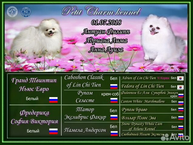 Щенки шпица и йорка. вязка