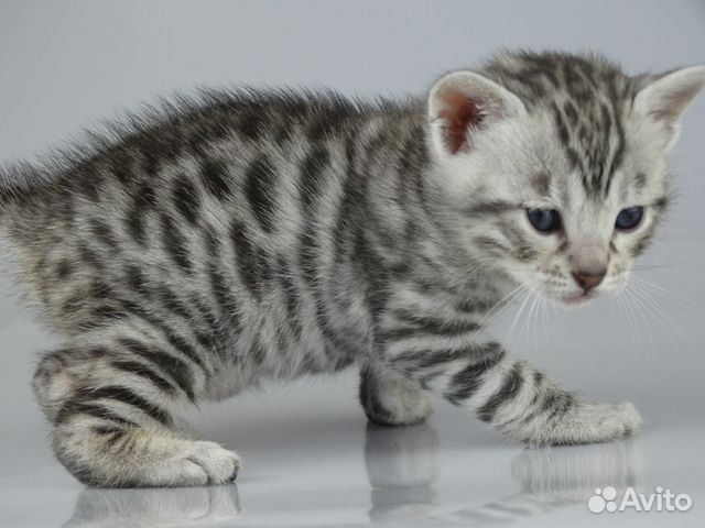 Бенгальские котята (серебряные, золотые, голубые)
