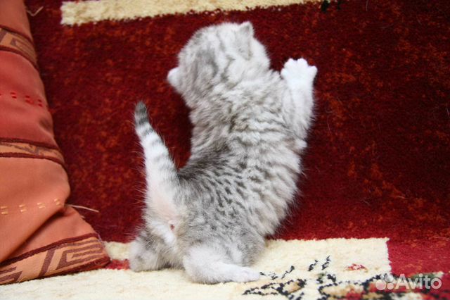 Британские пятнистые котята