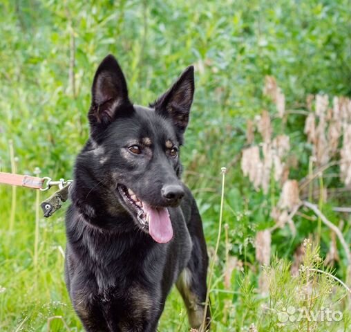 Помесь овчарки