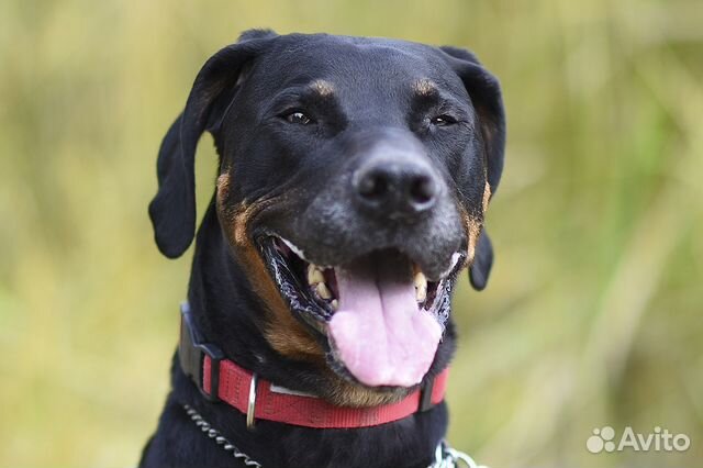 Отдам Маршала в добрые руки