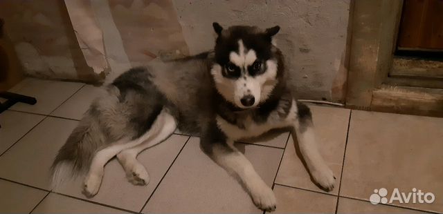 Сибирская хаски