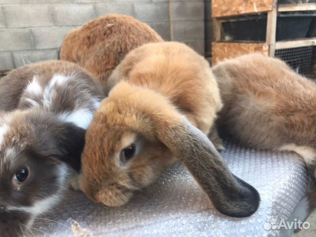 Продам молодняк кроликов "Французский баран"