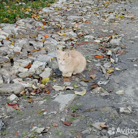 Красивые котята ищут теплый дом