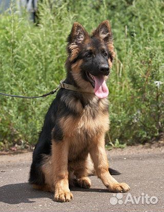Продам щенка немецкой овчарки