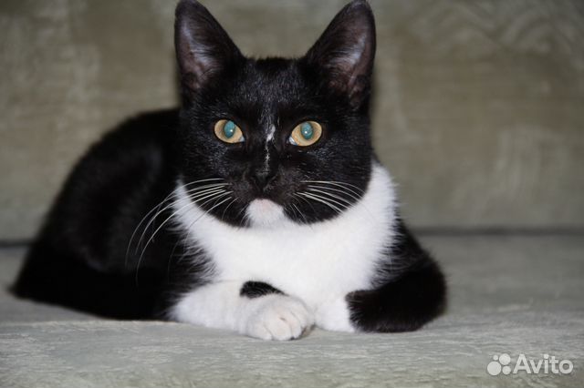 Супер ласковая кошечка Матрешечка ищет дом