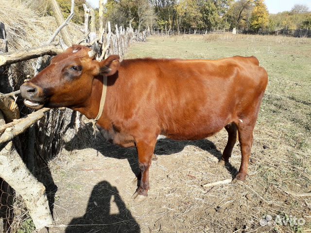 Продаю две стельные коровы