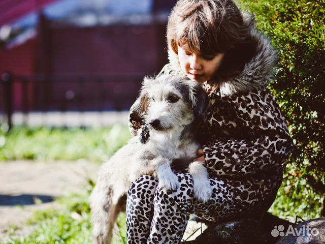 Маленькая Долли ищет дом