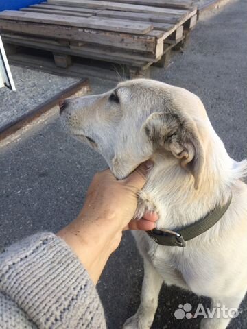 В добрые ручки