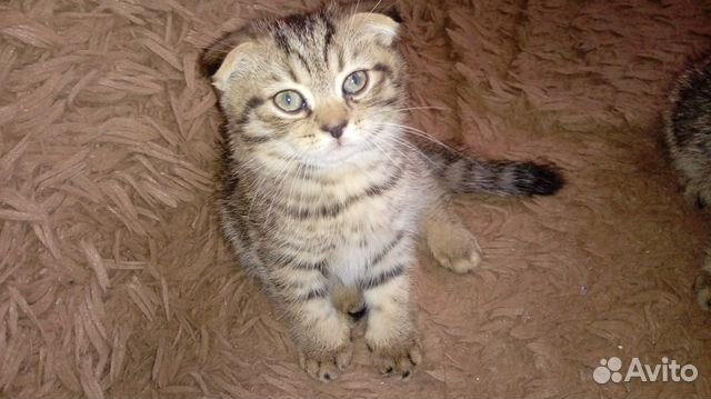 Замечательный котёнок