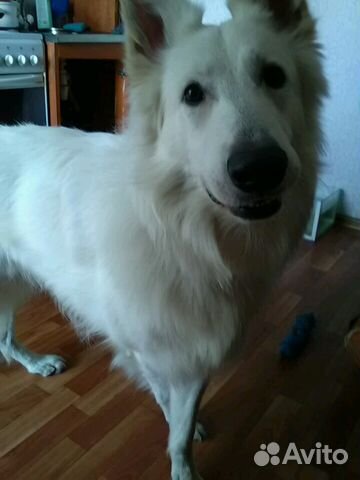 Бшо(Швейцарская овчарка) Мальчик Джонни ищет девоч