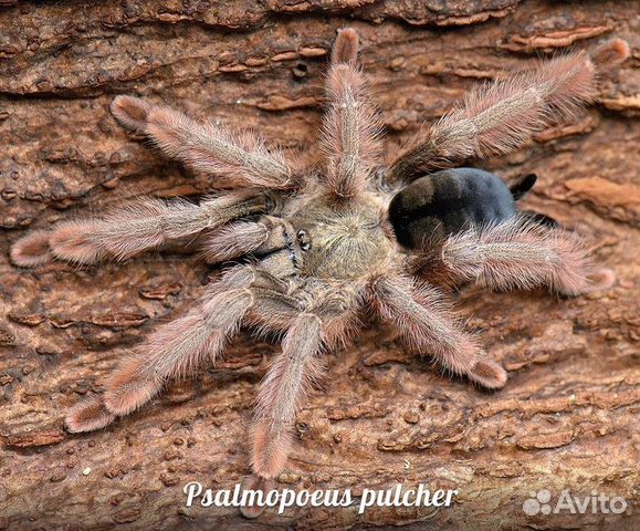 Птицеед Psalmopoeus pulcher (Псалмопеус пульчер)