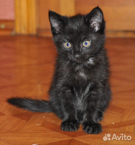 Любознательная и веселая кошечка