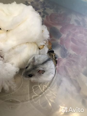 Джунгарский хомяк