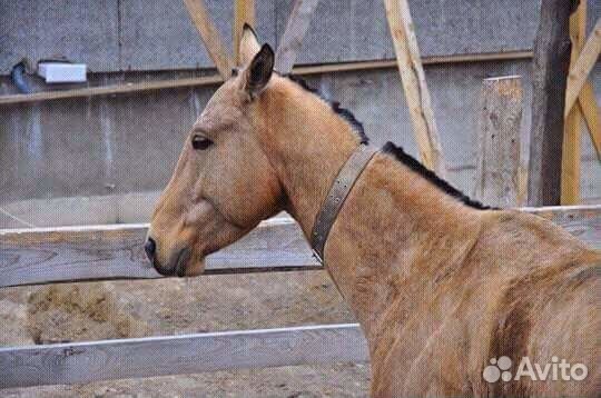 Ахалтекинская лошадь, жеребец