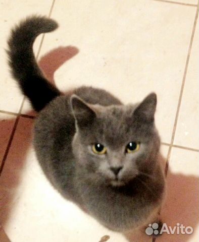 Котёнок крымской голубой