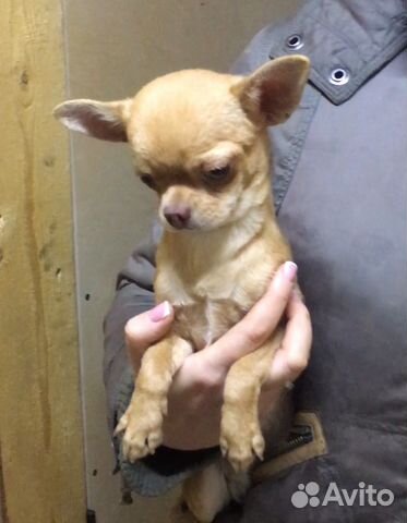 Мальчишки и девчонки чи