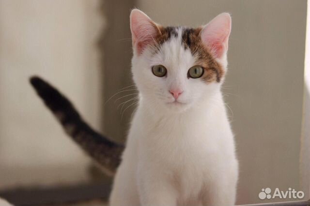 Котёнок Бэлла