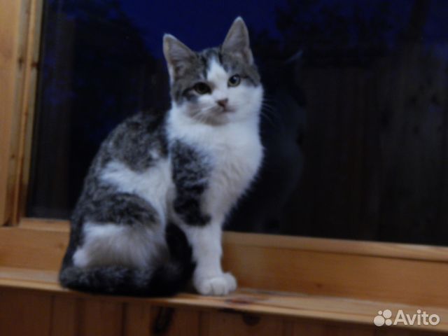 Кошечки в хорошие руки