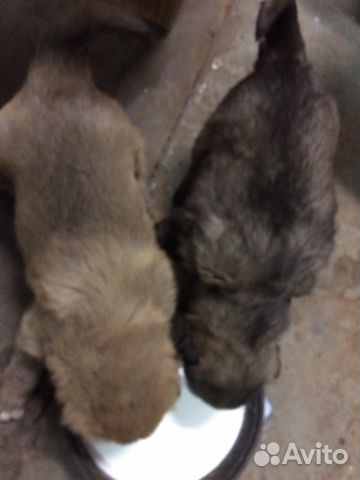 Метисы лайки в хорошие руки