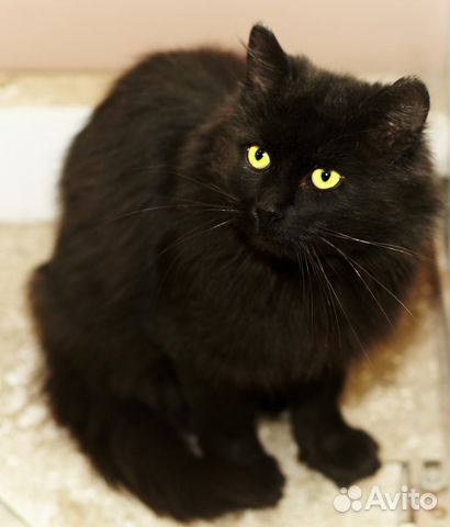 Черный красавец