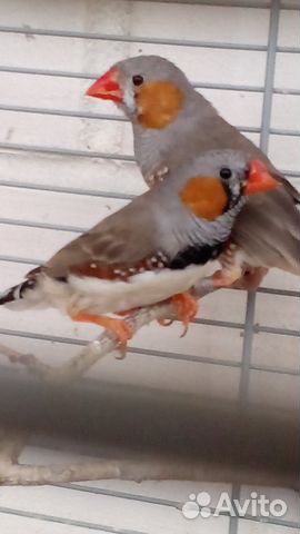 Зебровые амадины (молодёжь)