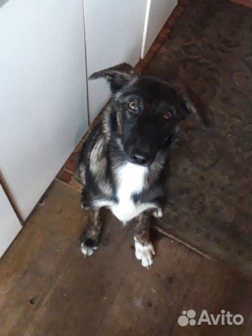 Красивая девочка-дворняжка в добрые руки