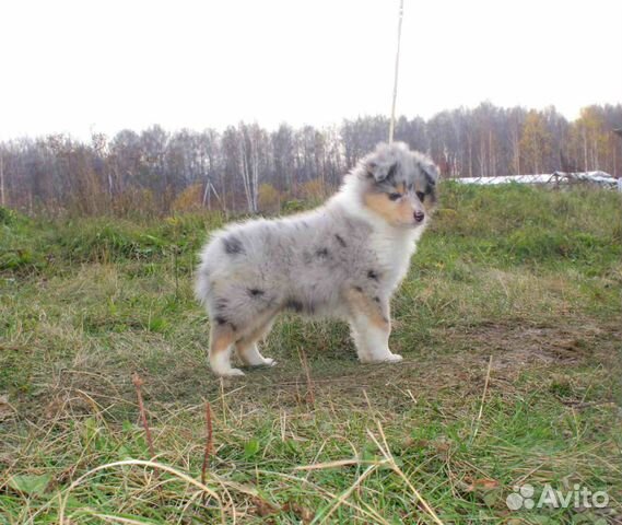Блю мерль триколор колли малыши