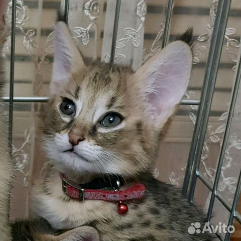 Кошки и коты породы Чаузи ф1