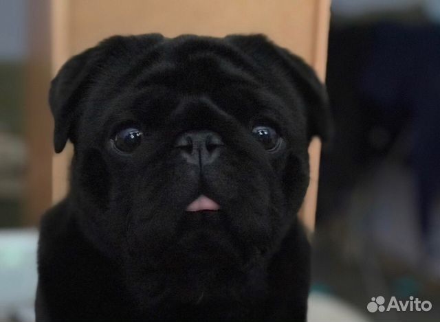 Вязка мопса