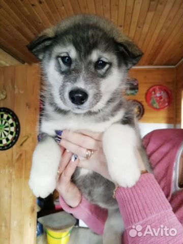 Щенок