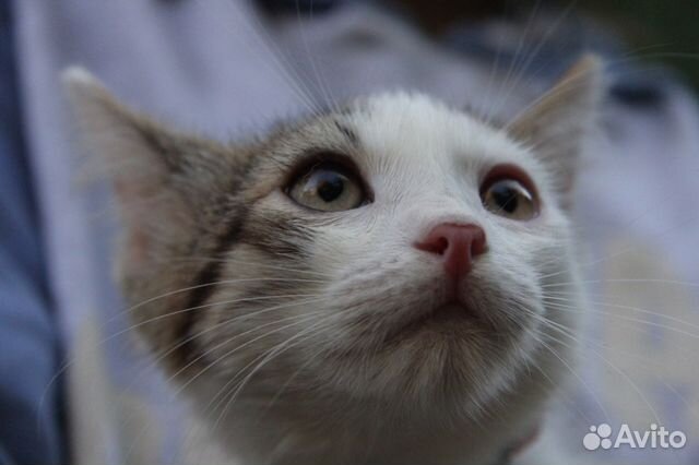 Самый няшный котенок - мальчик Гром для Вас