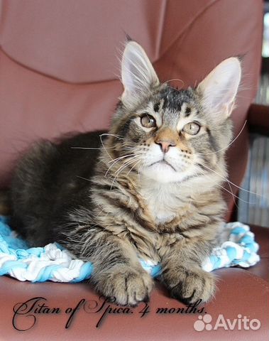 Шикарные котята Мейн- кун