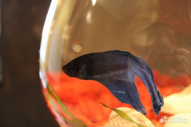 Рыбка петушок (аквариум и корм в придачу)