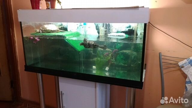 Красноухие Черепахи