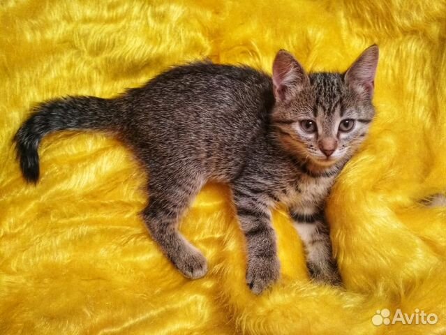 Непоседа Том Сойер ищет дом)