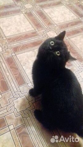 Котёнок Британец
