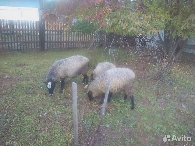 Продам овец