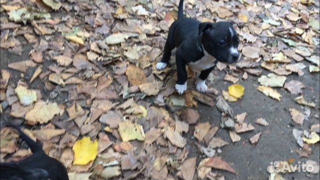 Стаффордширский терьер