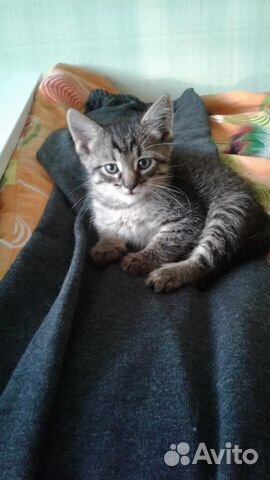 Полосатое чудо в добрые руки