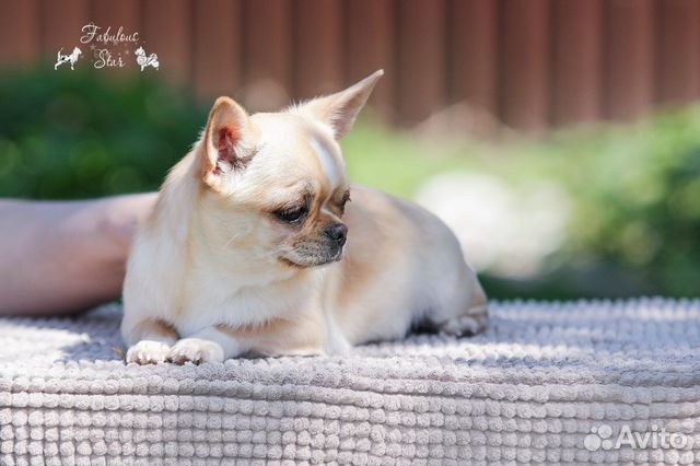 Красотка чи