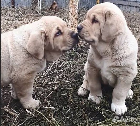 Шикарные щенки испанского мастифа