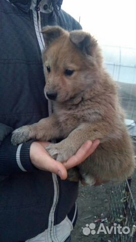 Щенки медвежата