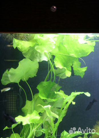 Рыбки и аквариумные растения