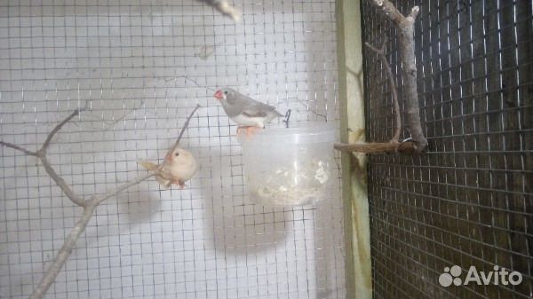 Зебровые Амадины