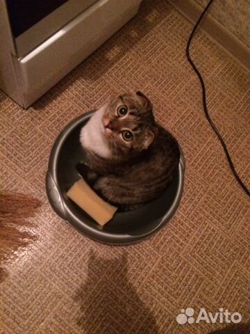 Британская вислоухая кошка