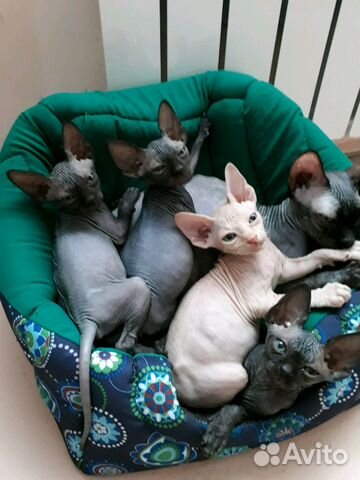 Котятя канадского сфинкса